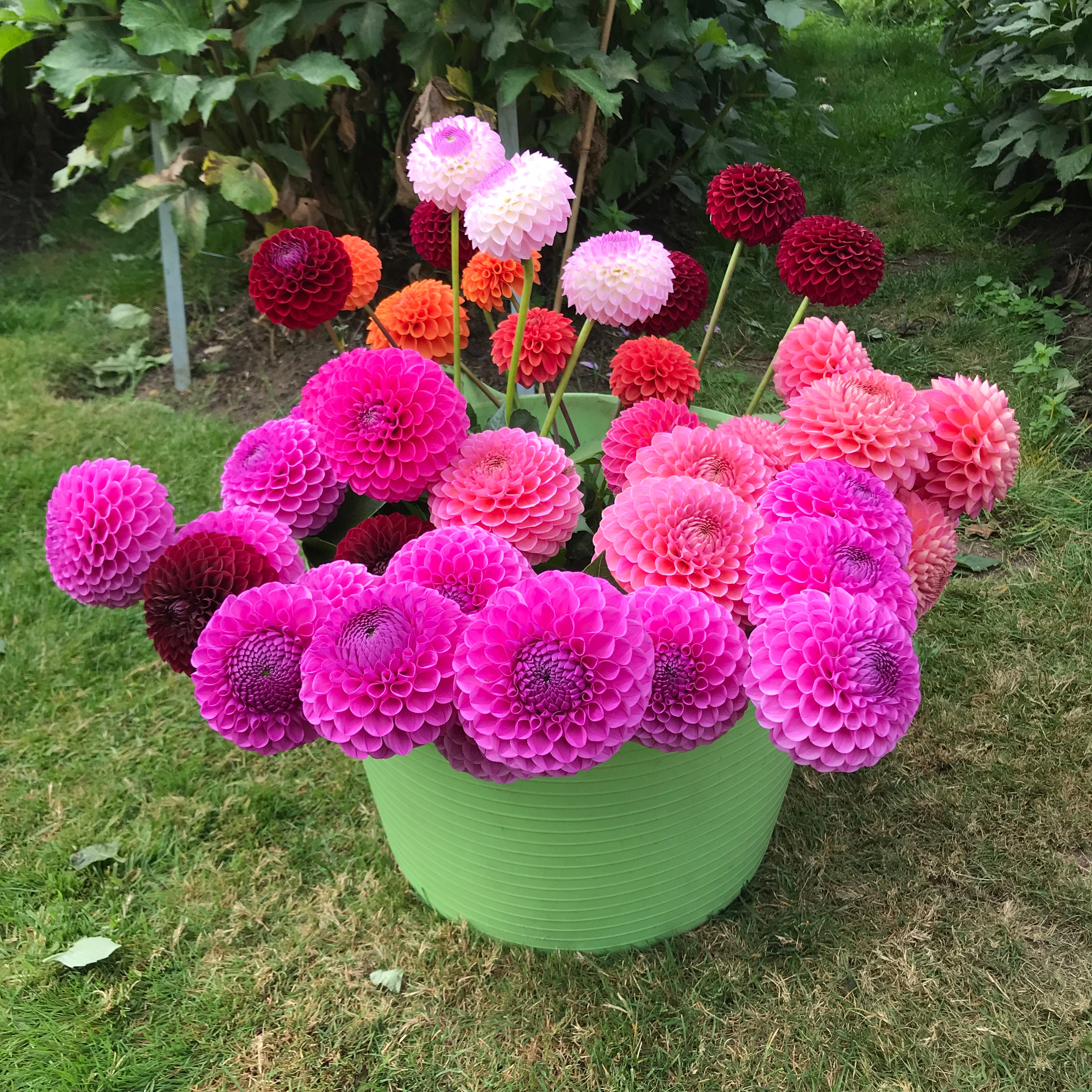 Products – Forge Cottage Flowers